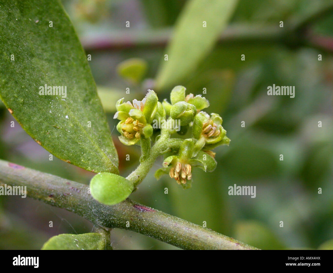 jojoba (Simmondsia chinensis), male flowers Stock Photo - Alamy