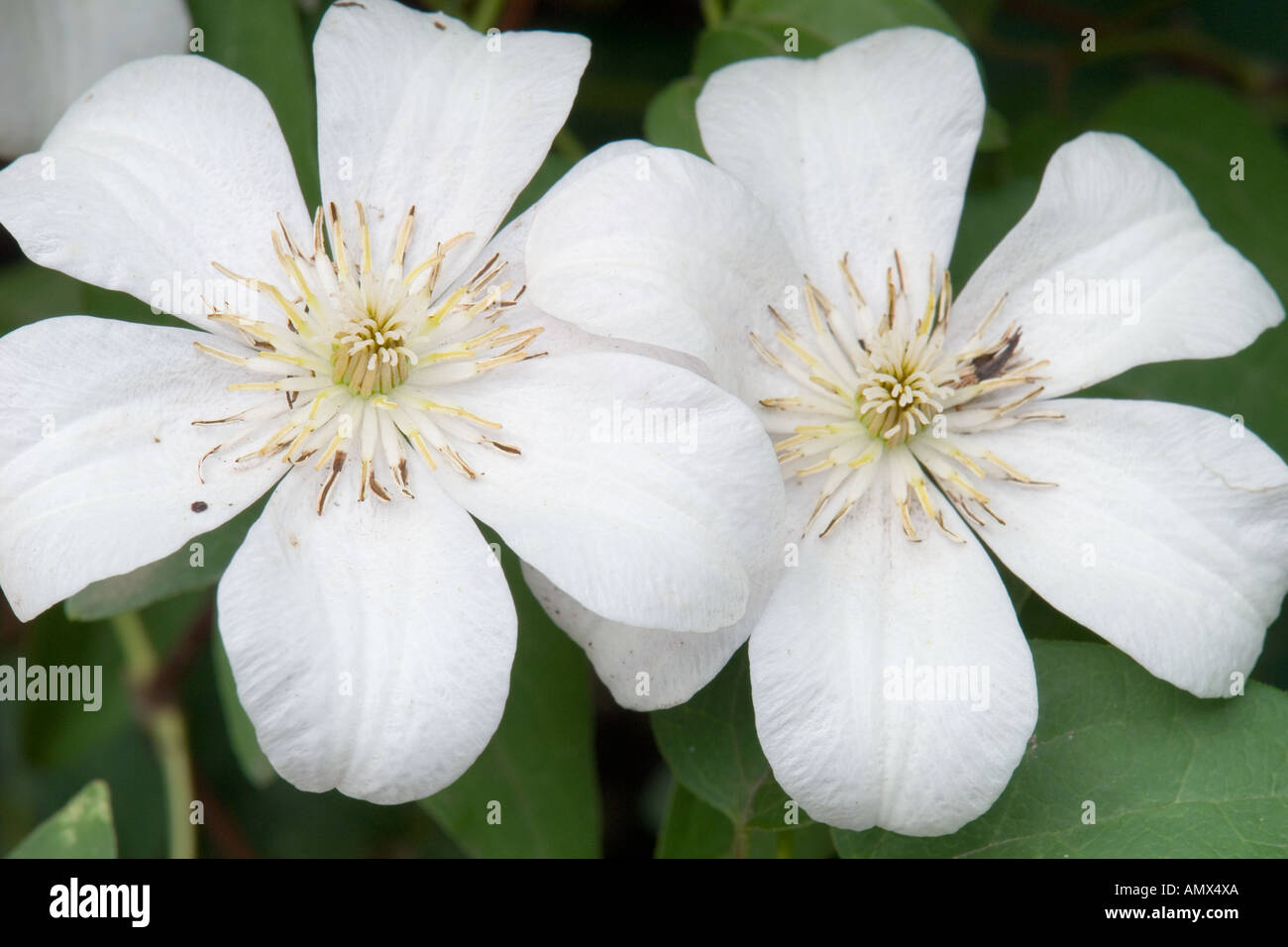 Pair white flowers hi-res stock photography and images - Alamy