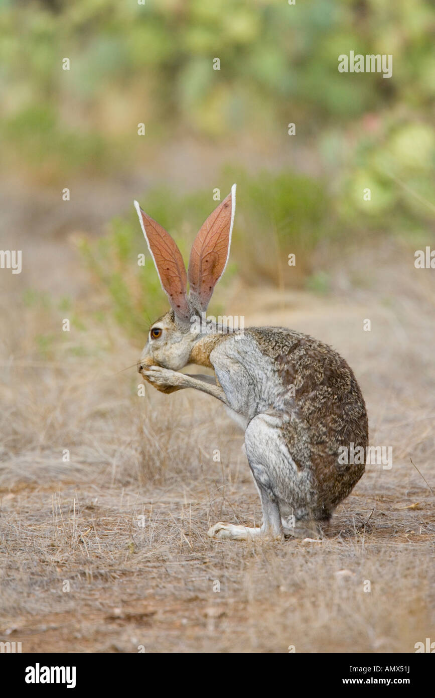 Antelope jackrabbit lepus alleni arizona hi-res stock photography and ...