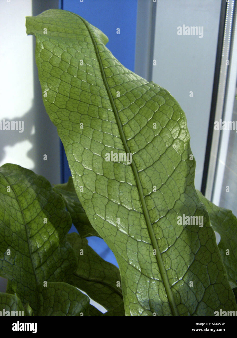 Crocodile fern (Microsorum musifolium 'Crocodyllus', Microsorum ...