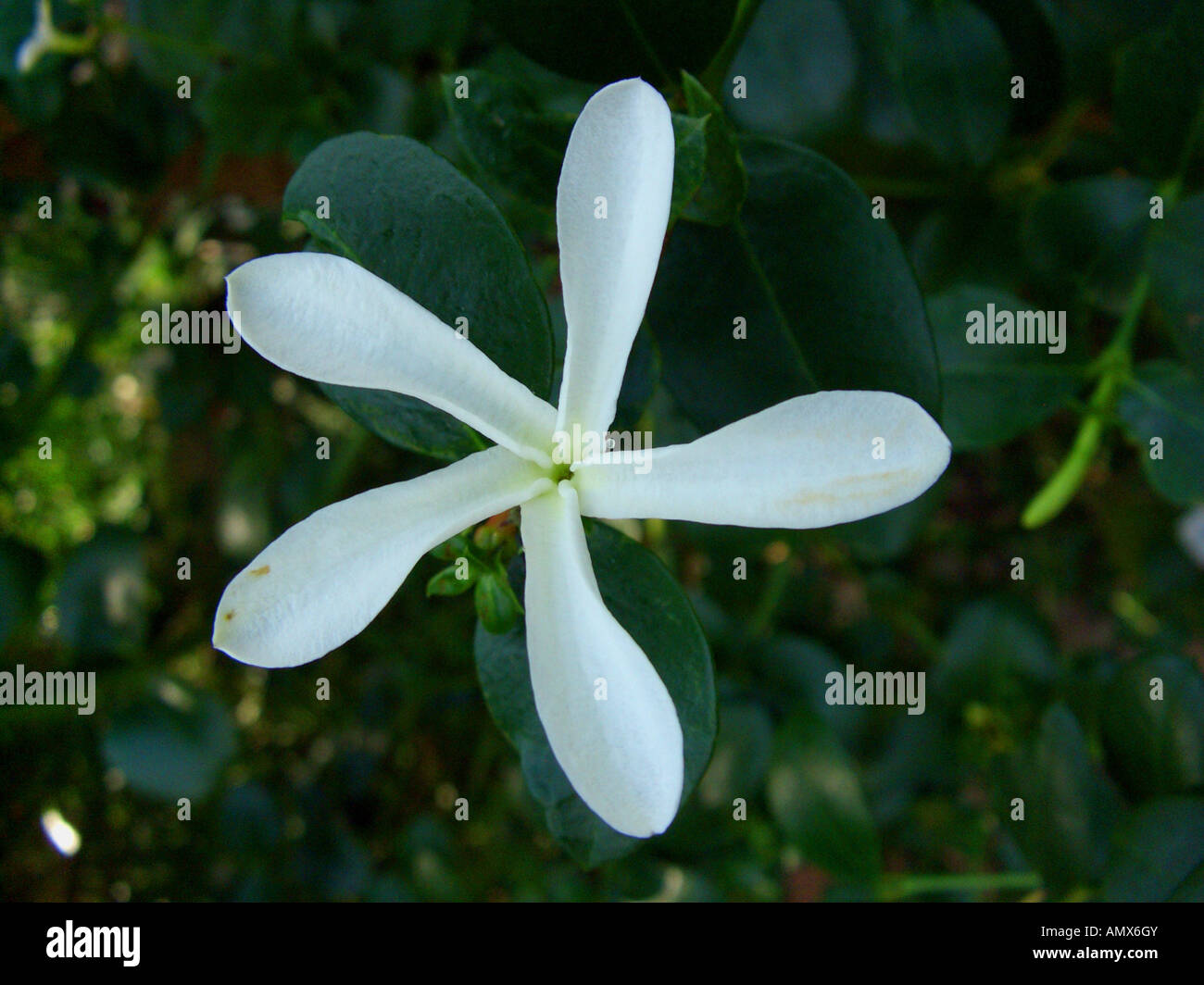 Natal Plum, Natal Plum Tree (Carissa macrocarpa), flower Stock Photo ...