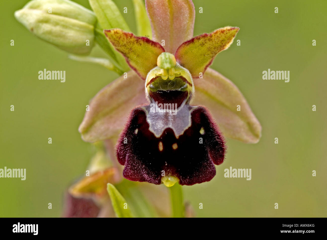 later spider orchid (Ophrys holosericea), Hybrid with Ophrys sphegodes ...