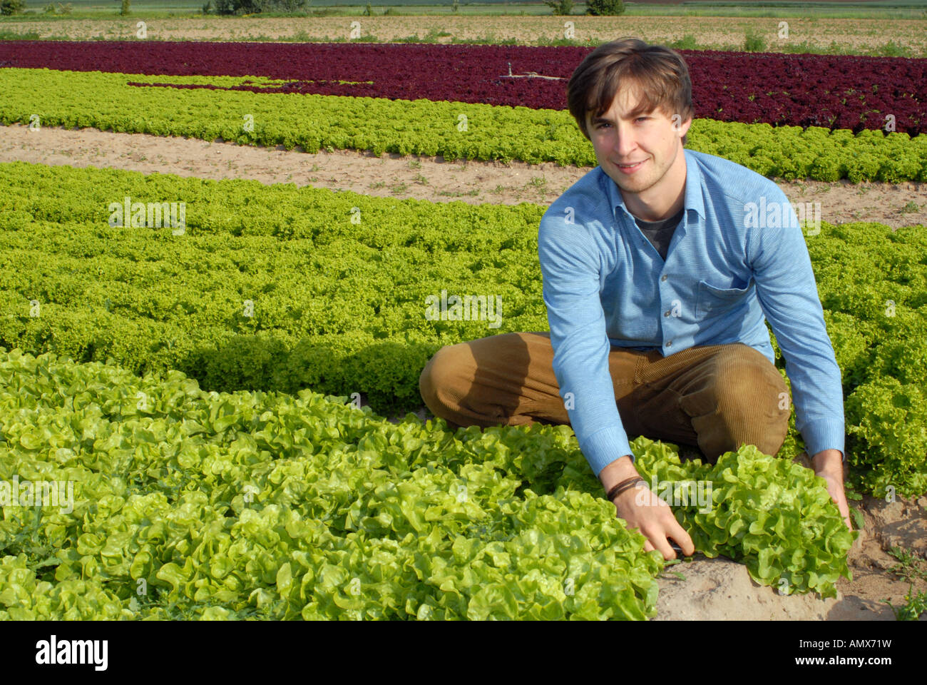 garden lettuce (Lactuca sativa), man harvesting lettuce, Germany ...