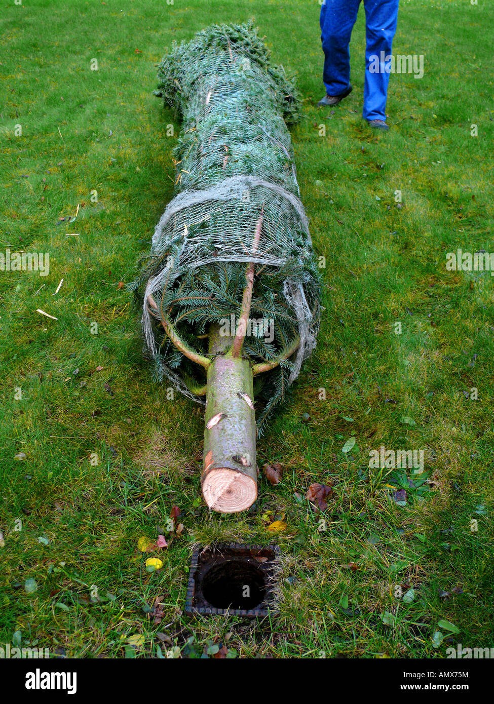 positioning of a christmas tree, christmas tree lying finished beside ...