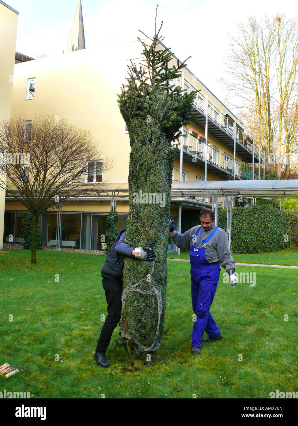 positioning of a christmas tree, man positioning a christmas tree ...