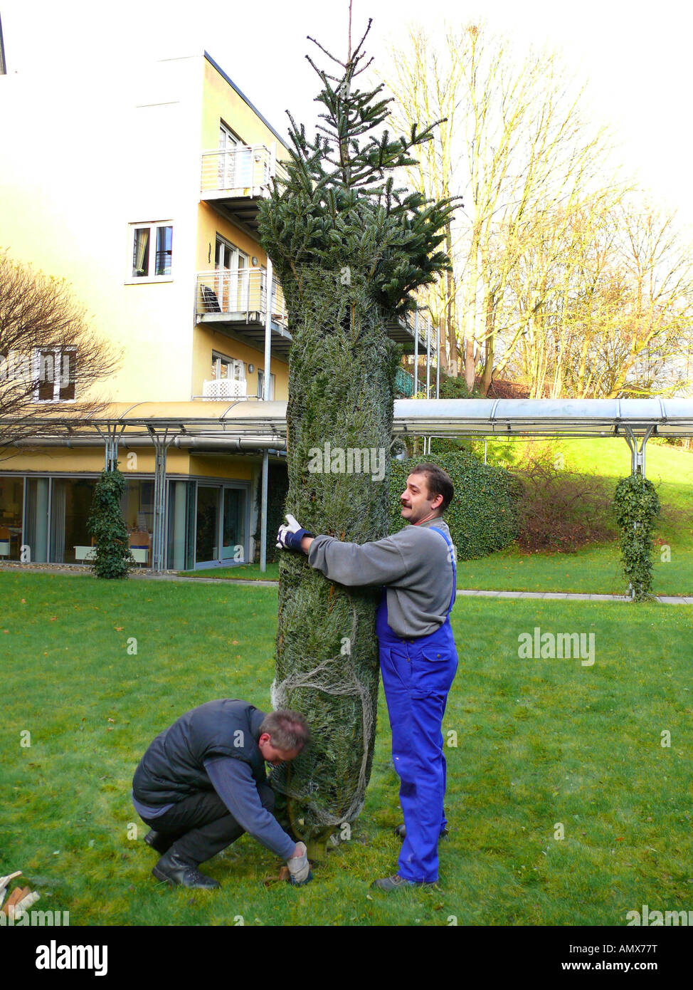 positioning of a christmas tree, man positioning the christmas tree ...