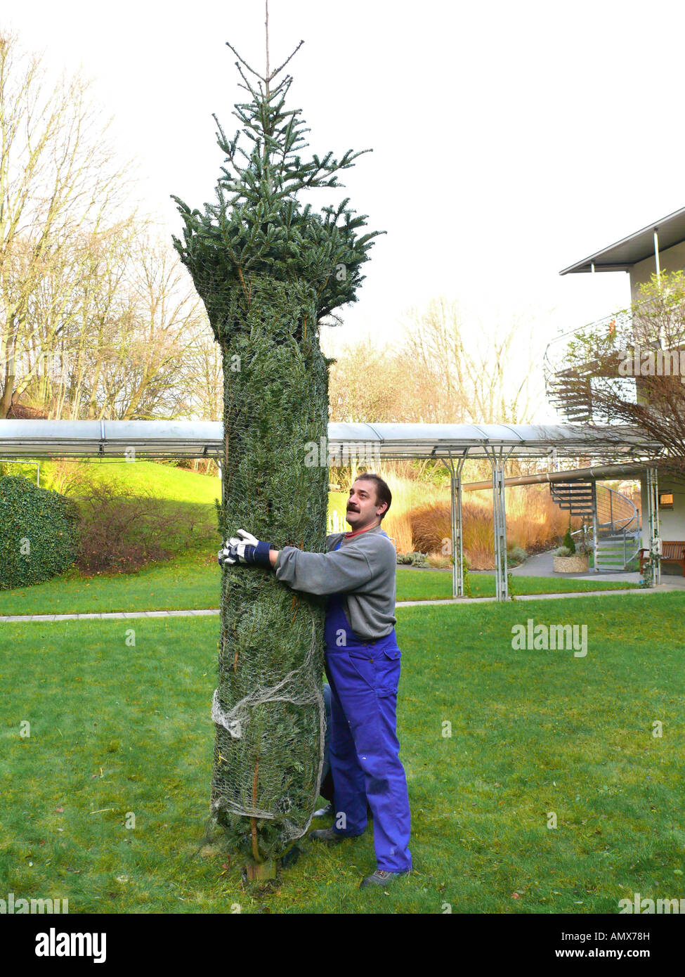 positioning of a christmas tree, man holding the christmas tree ...