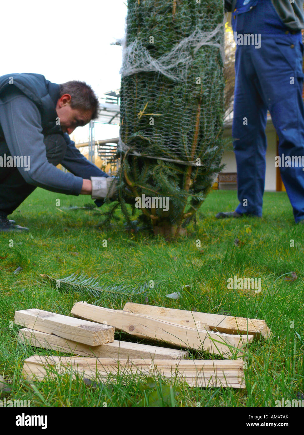positioning of a christmas tree, man fixing the christmas tree, Germany ...