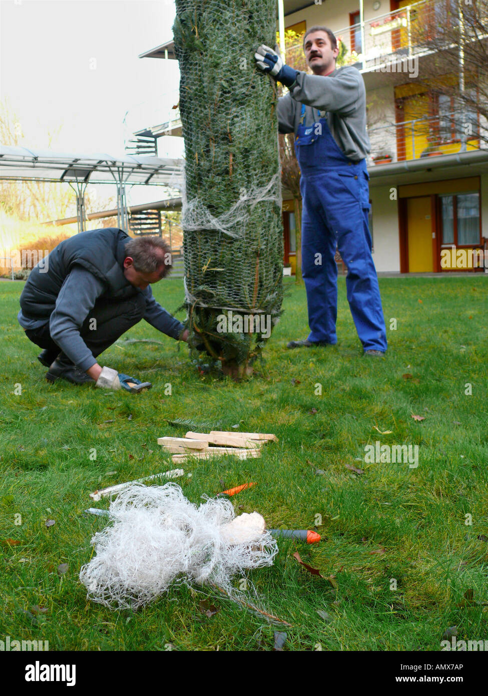 positioning of a christmas tree, man fixing the christmas tree, Germany ...