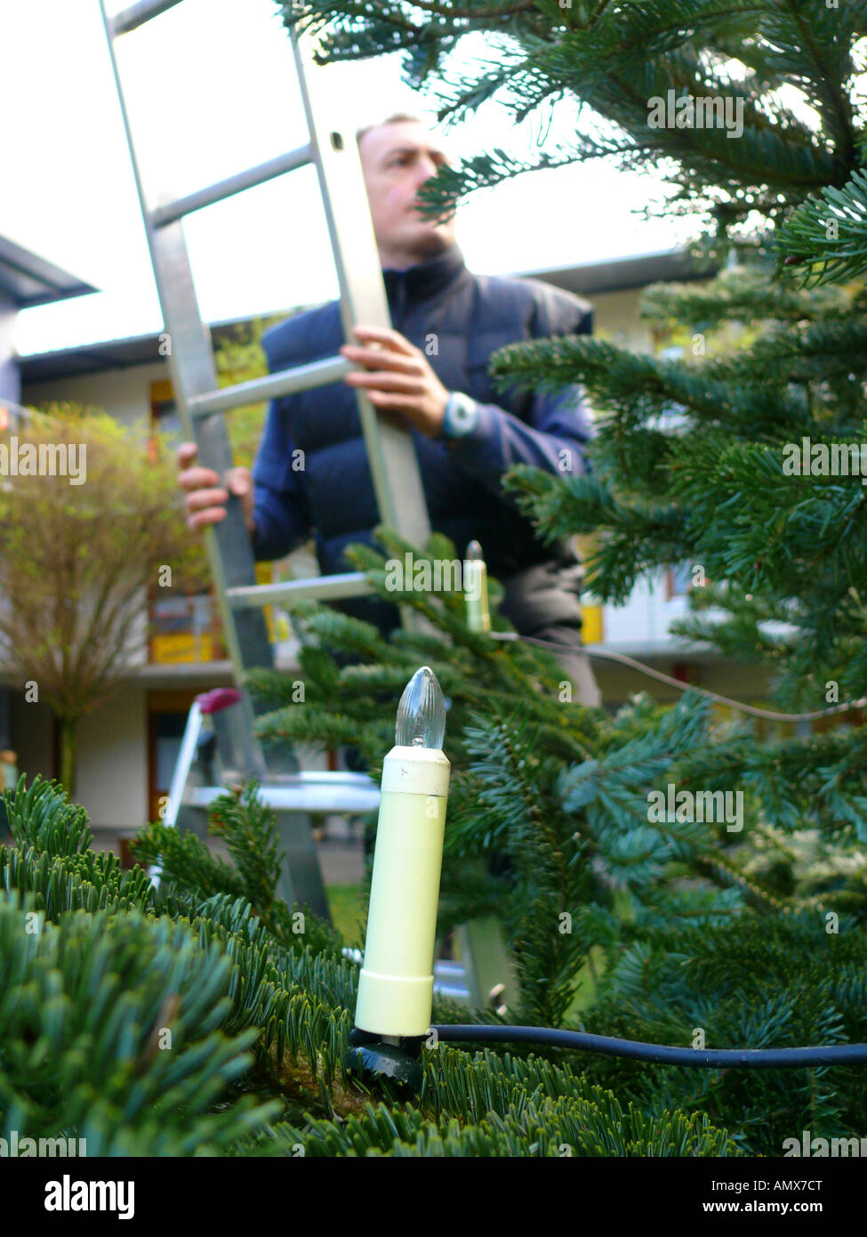 positioning of a christmas tree, man climbing a ladder to decorate the ...