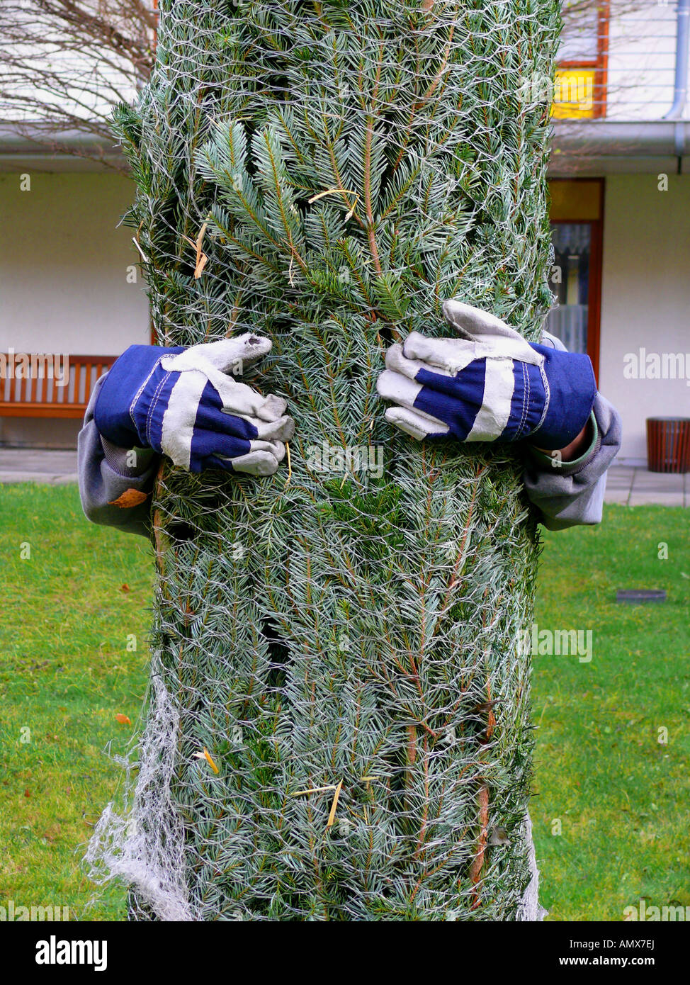 positioning of a christmas tree, man embracing the christmas tree ...