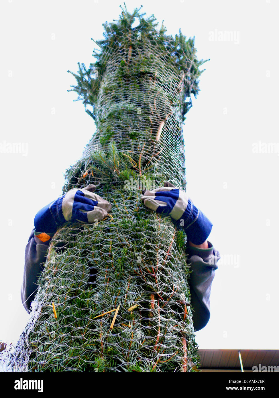 positioning of a christmas tree, man embracing the christmas tree ...