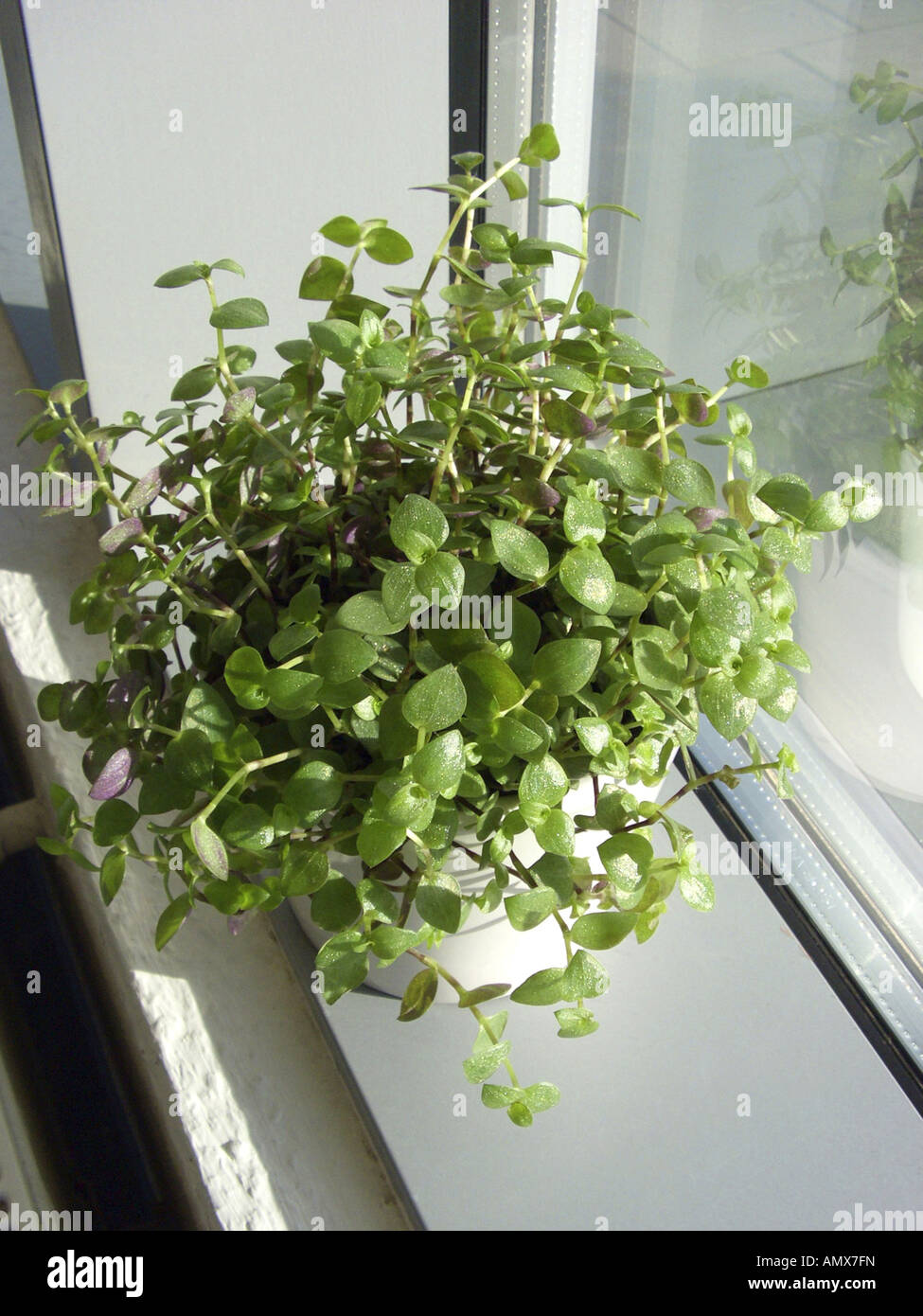 Turtle Vine (Callisia repens), potted plant on a windowsill Stock Photo ...