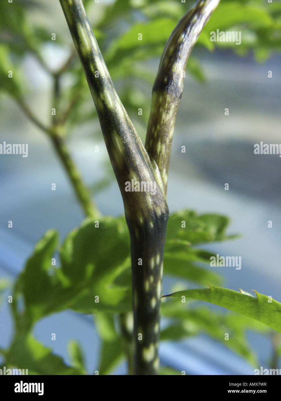 Polyscias filicifolia hi-res stock photography and images - Alamy