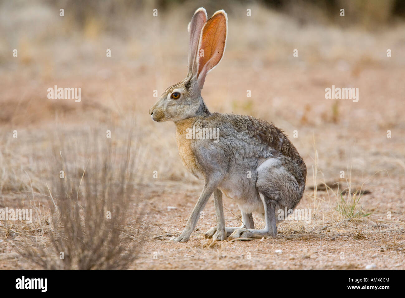 Antelope Jackrabbit Lepus alleni Oracle Pinal County Arizona United ...