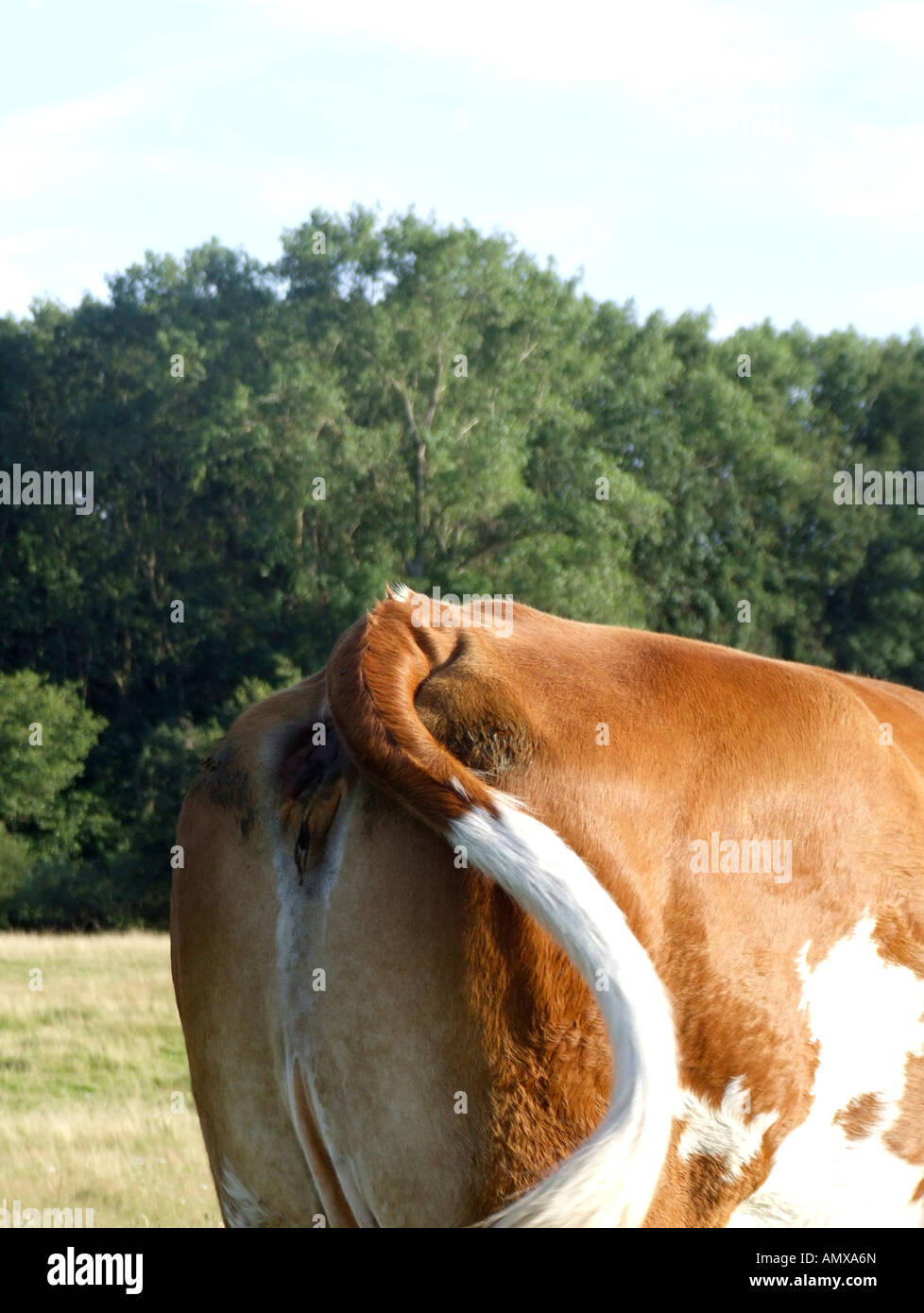 Backside cow hi-res stock photography and images - Alamy