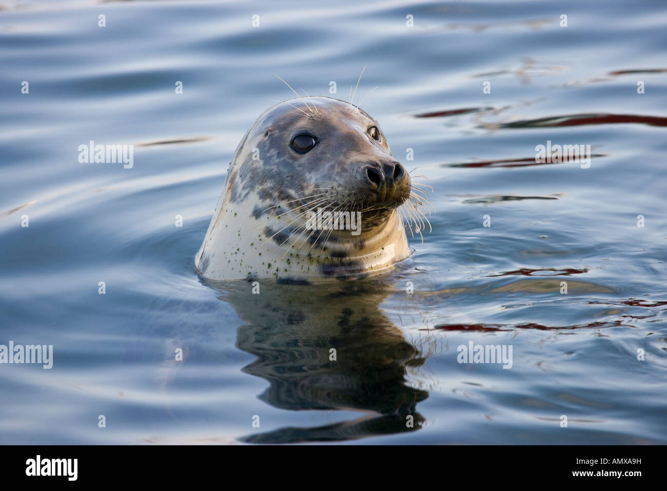 Common seal head out water hi-res stock photography and images - Alamy