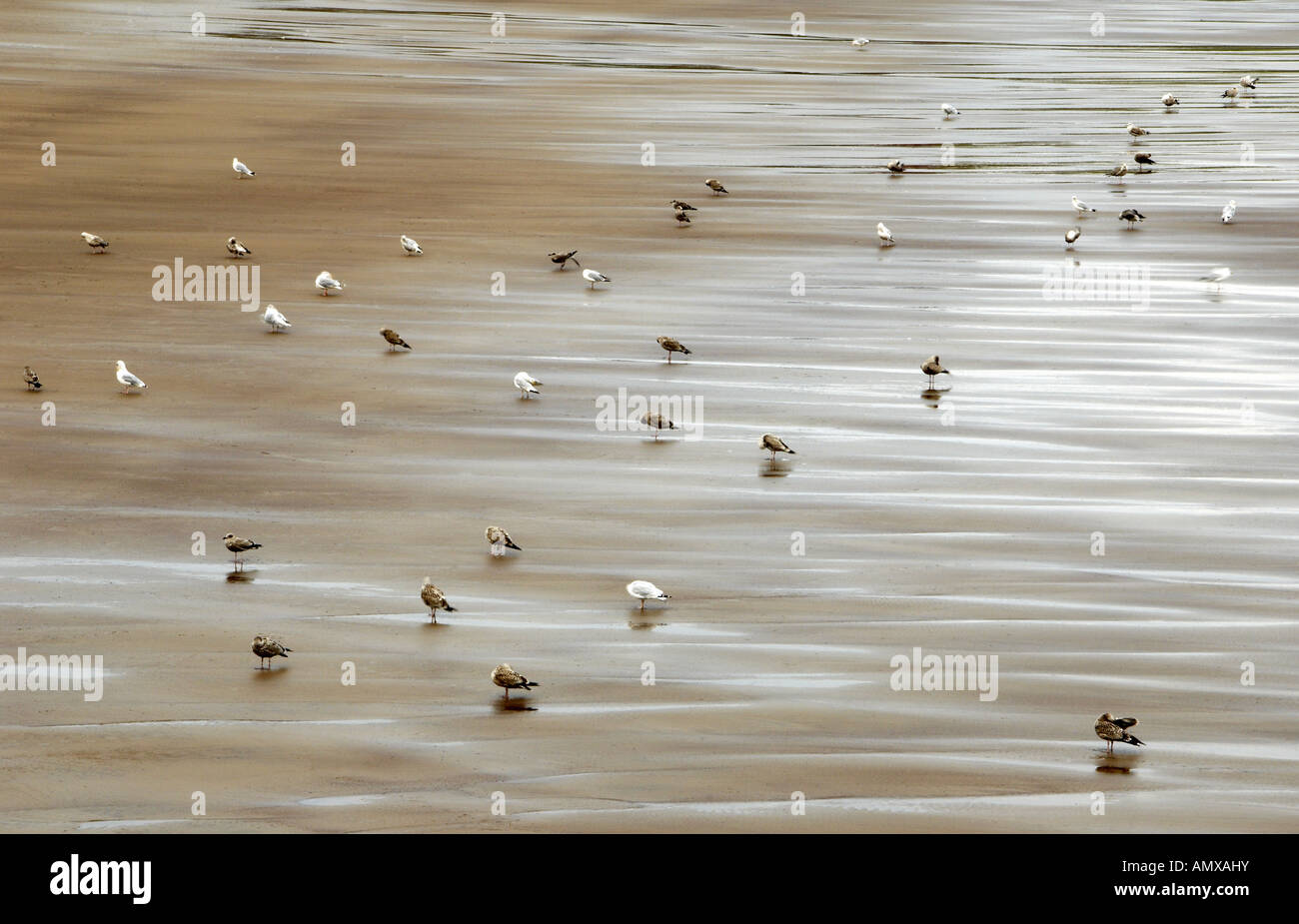 Resting on the tide line hi-res stock photography and images - Alamy