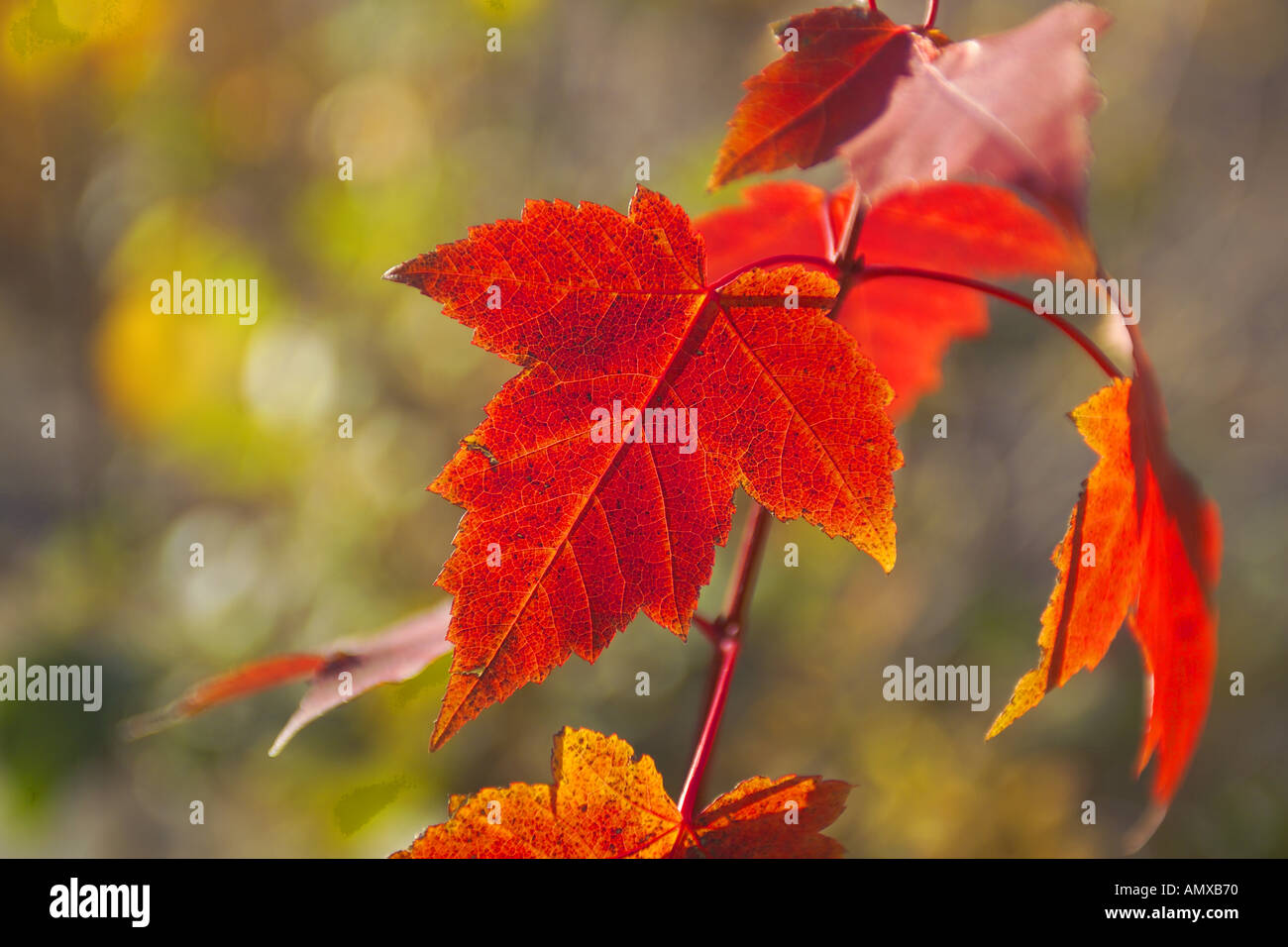 New seasons hi-res stock photography and images - Alamy