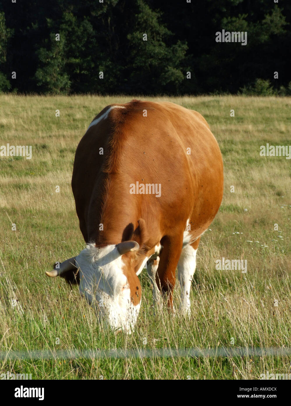 Cow on pasture Stock Photo - Alamy