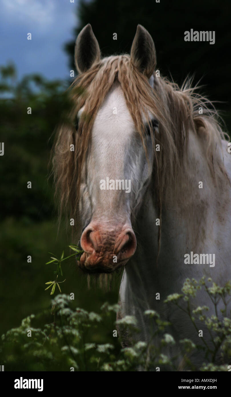 Grey shire horse Stock Photo - Alamy