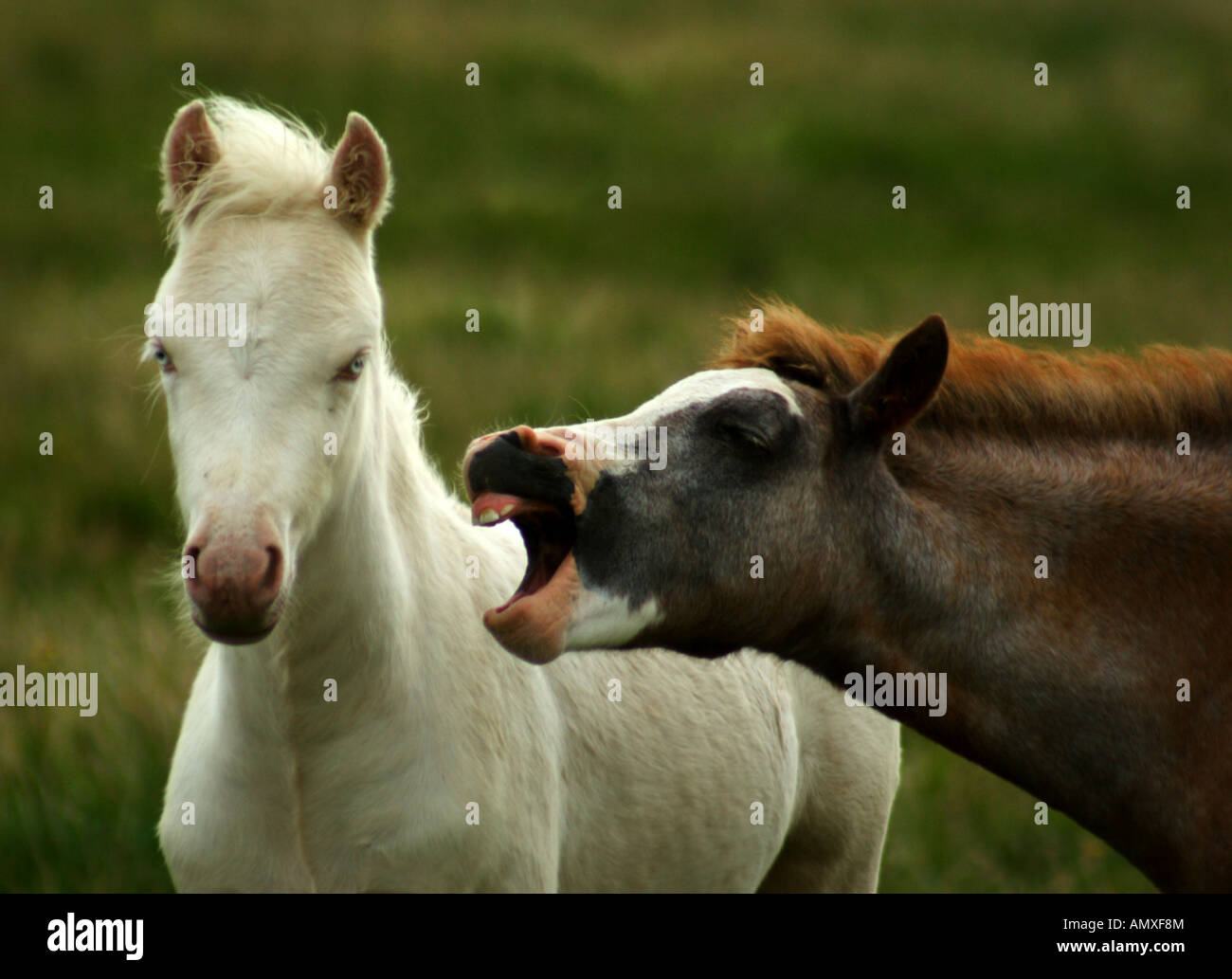 Two little ponies playing Stock Photo - Alamy