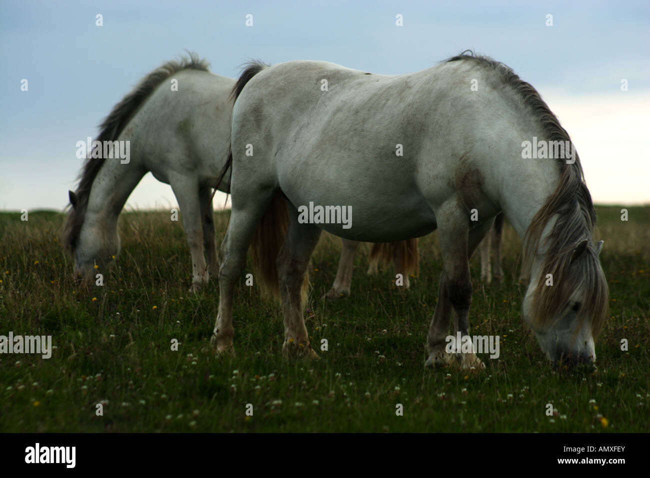 Two welsh ponies eating the grass Stock Photo - Alamy