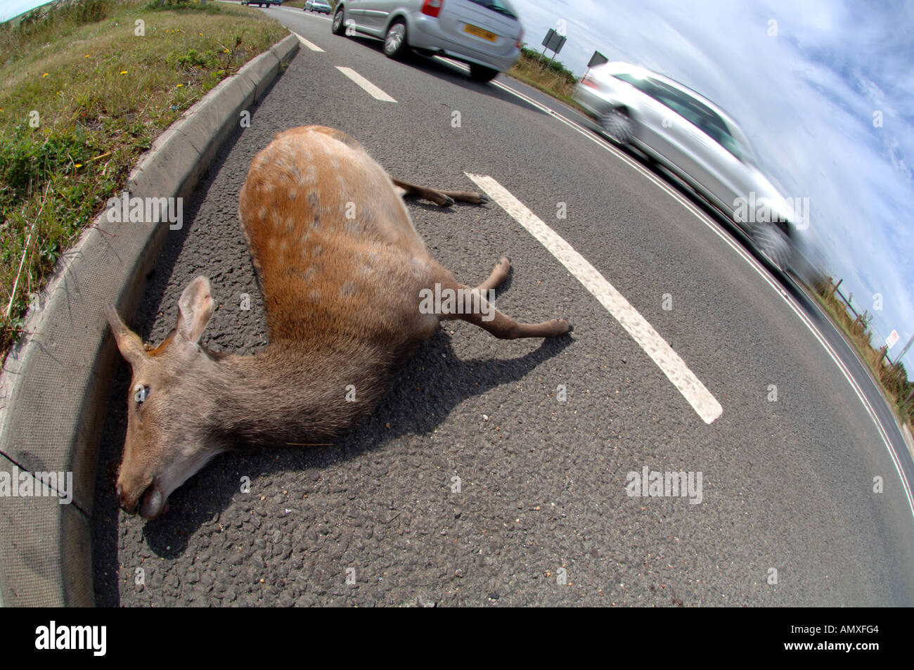 Dead deer on road, roadkill, Britain UK Stock Photo - Alamy