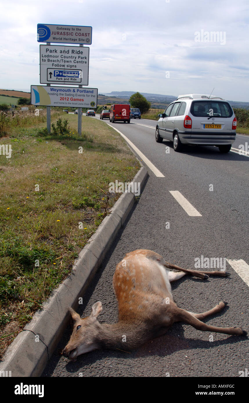 Dead deer on road, roadkill, Britain UK Stock Photo - Alamy