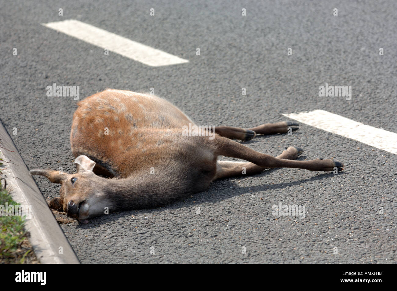 Dead deer on road, roadkill, Britain UK Stock Photo - Alamy