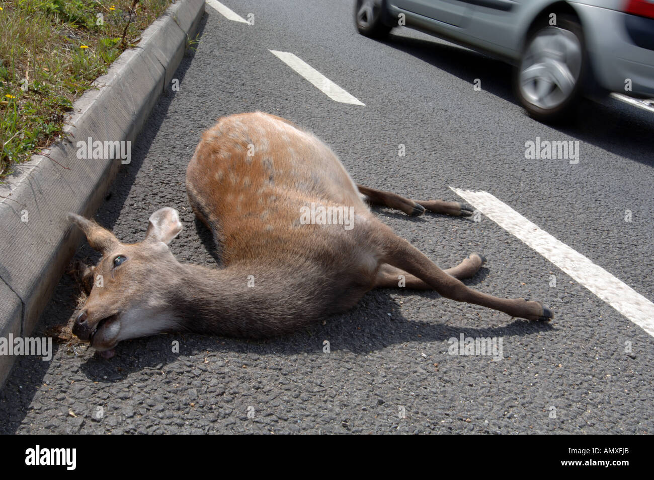 Dead Doe Stock Photos & Dead Doe Stock Images - Alamy
