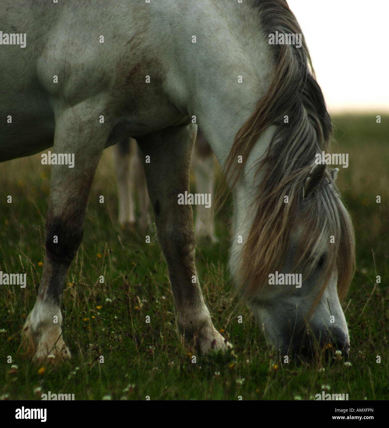 Pony eating the grass Stock Photo - Alamy