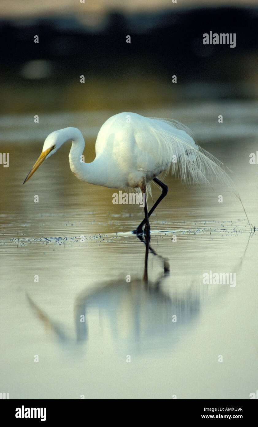 Great egret Egretta alba South America Stock Photo - Alamy