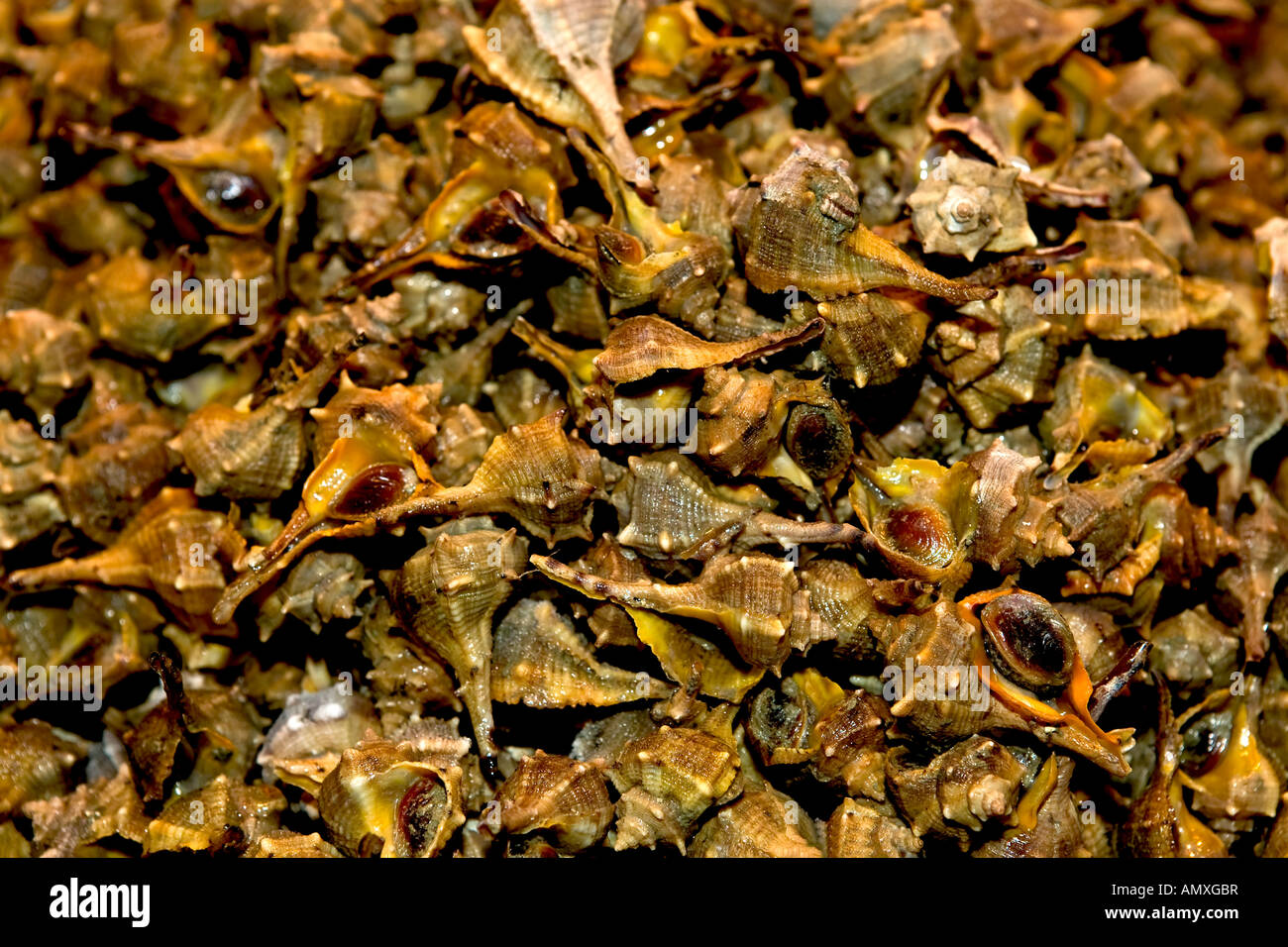 Conch food hi-res stock photography and images - Alamy