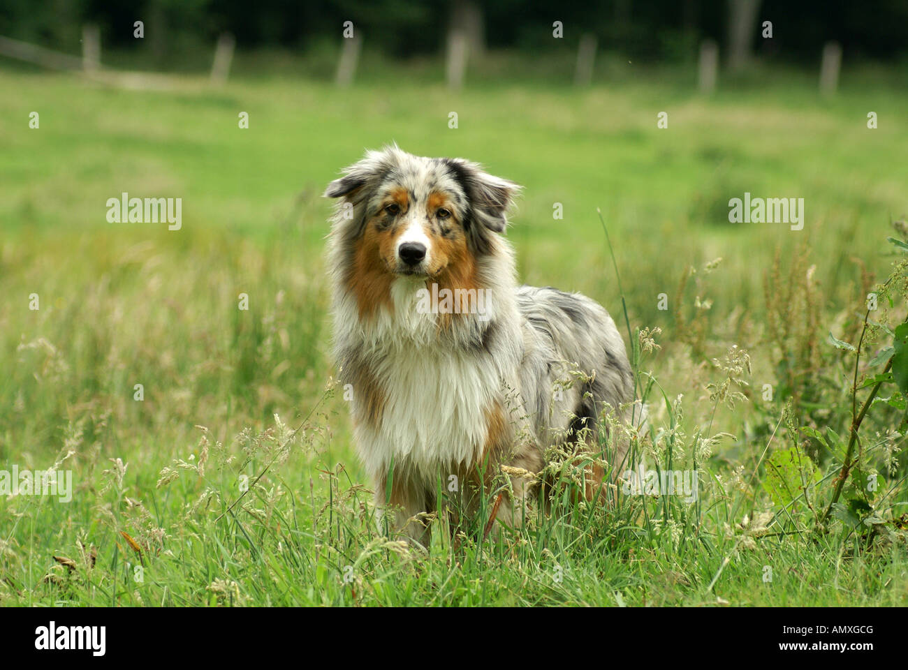 Australian Shepherd dog standing in field Stock Photo - Alamy