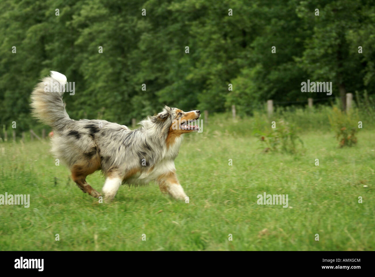 Australian Shepherd dog running in park Stock Photo - Alamy