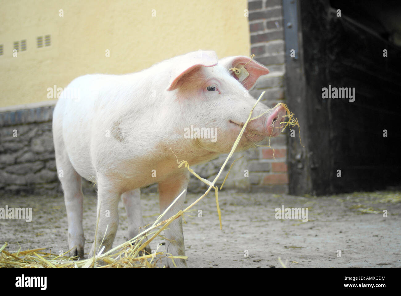 Pigsty structure hi-res stock photography and images - Alamy