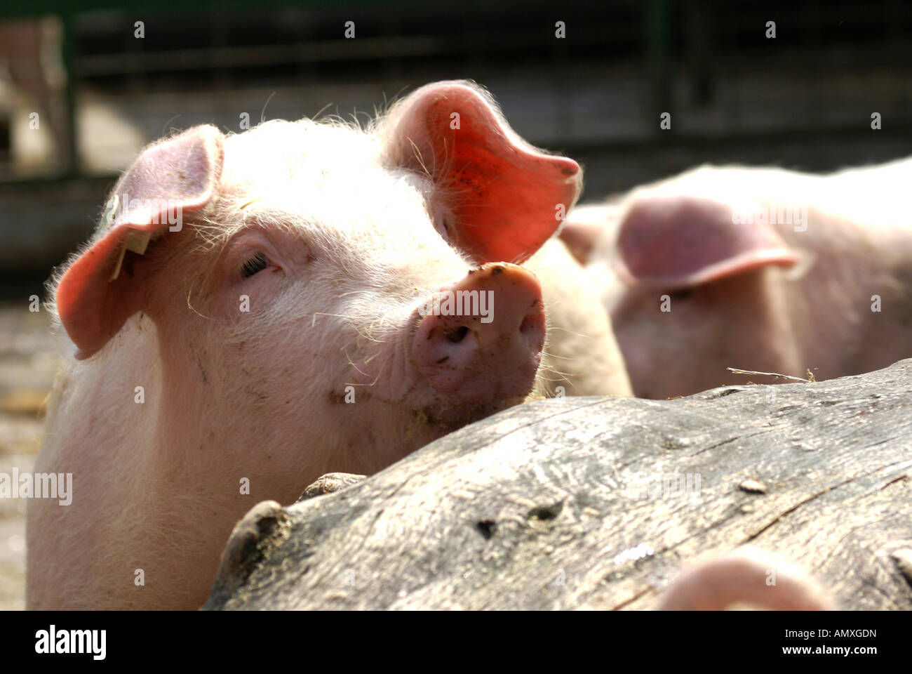 Close-up of pig in pigsty Stock Photo - Alamy