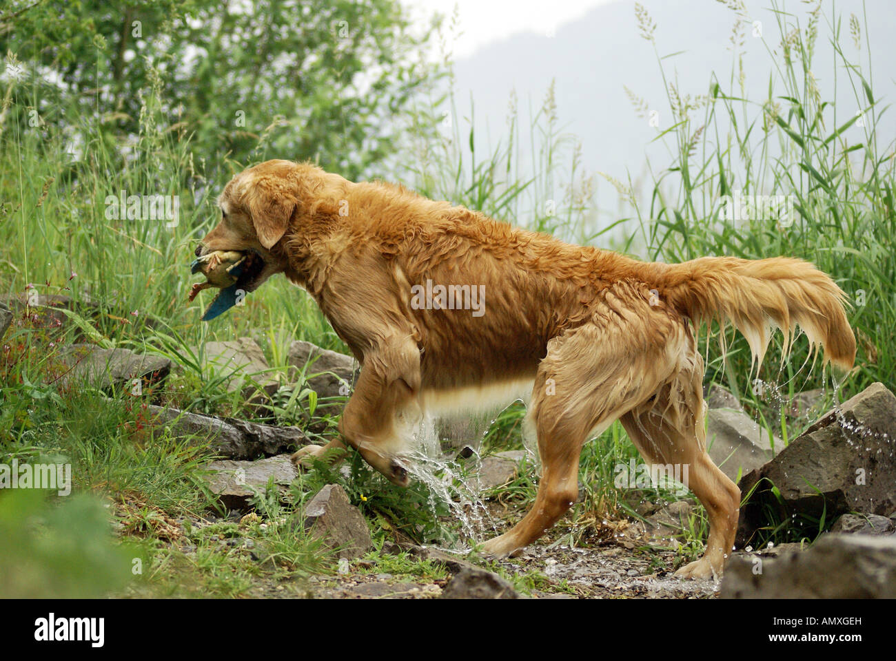 Click Movie Dog And Duck