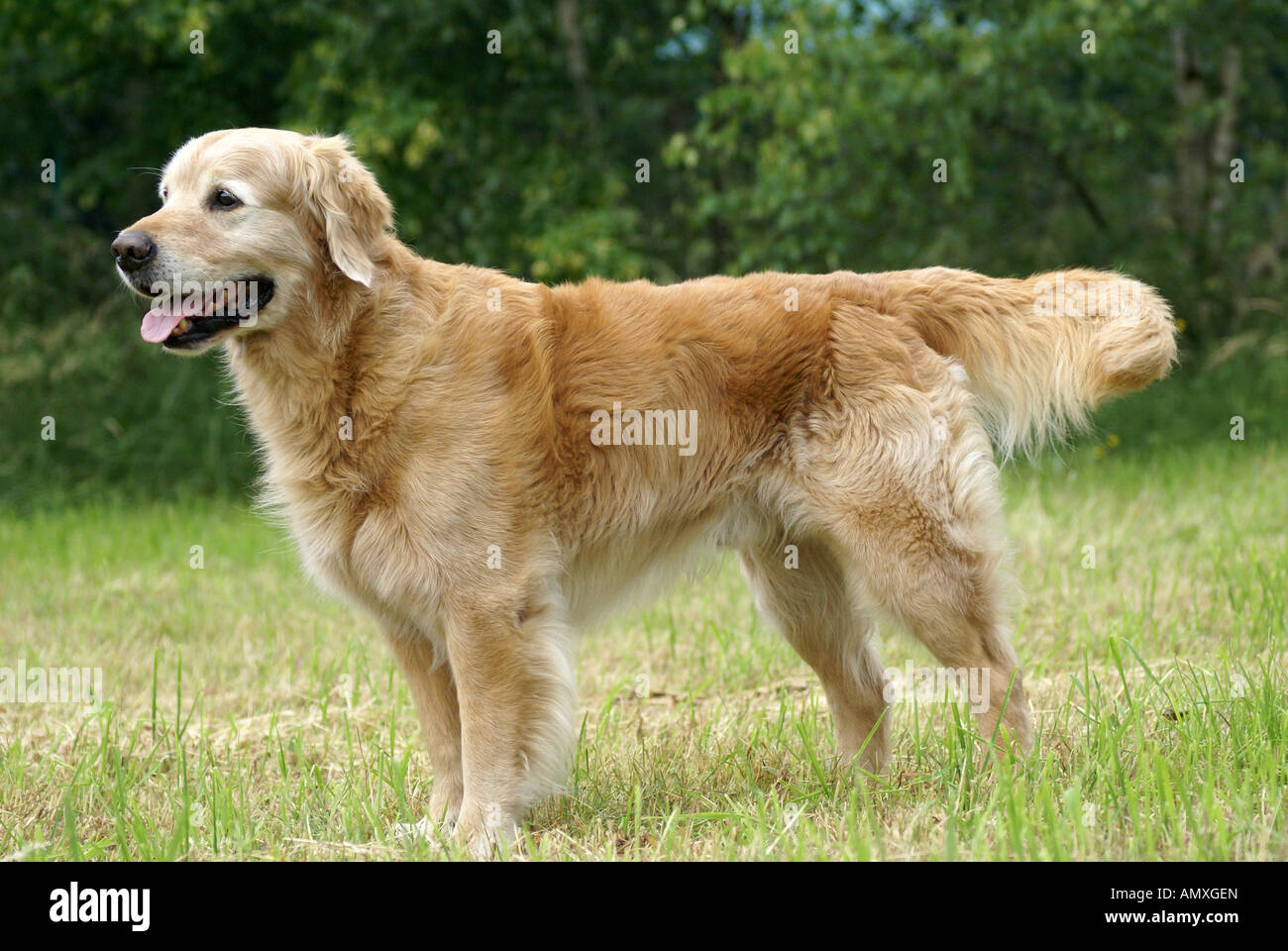 Close-up of Golden Retriever standing in field Stock Photo - Alamy