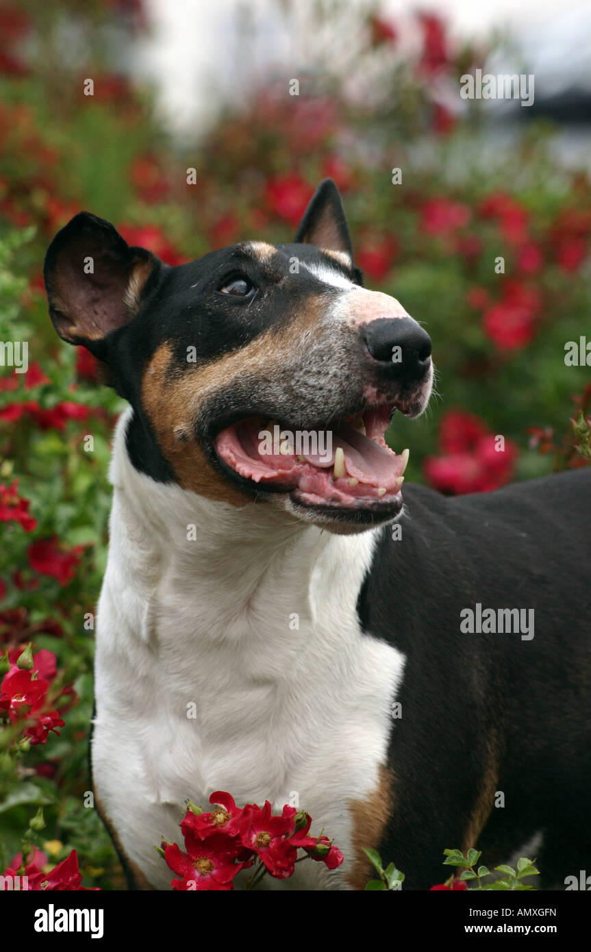 Close-up of dog standing in field Stock Photo - Alamy