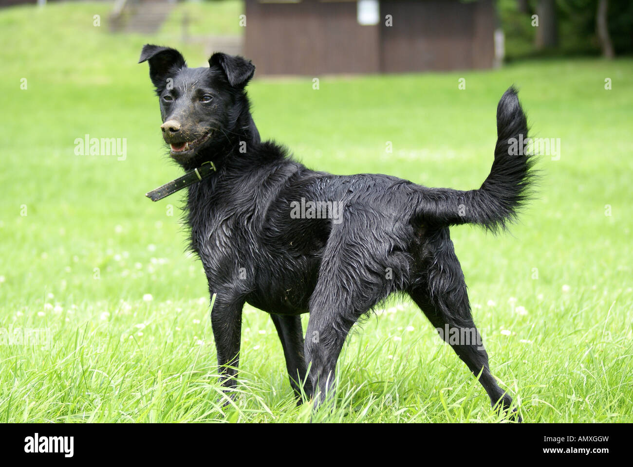 Dog standing in field Stock Photo - Alamy