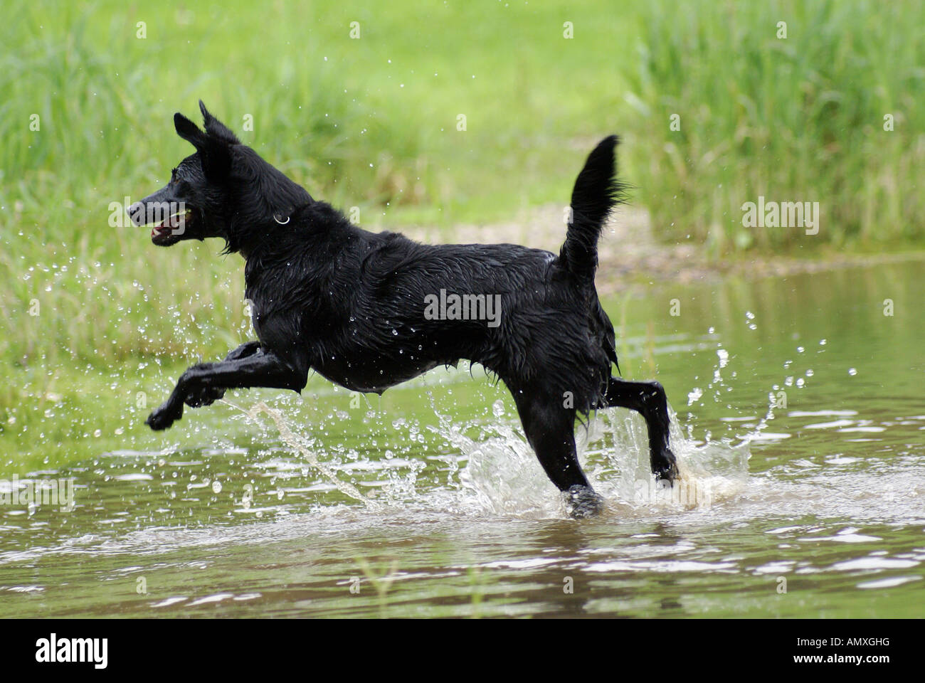 Dog running in water Stock Photo - Alamy
