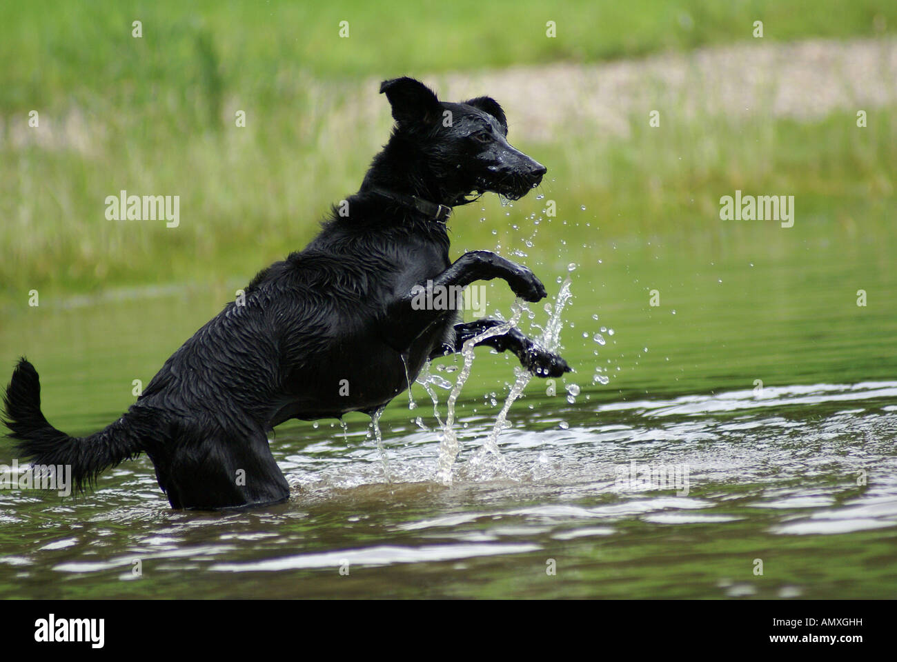 Dog playing in water Stock Photo - Alamy