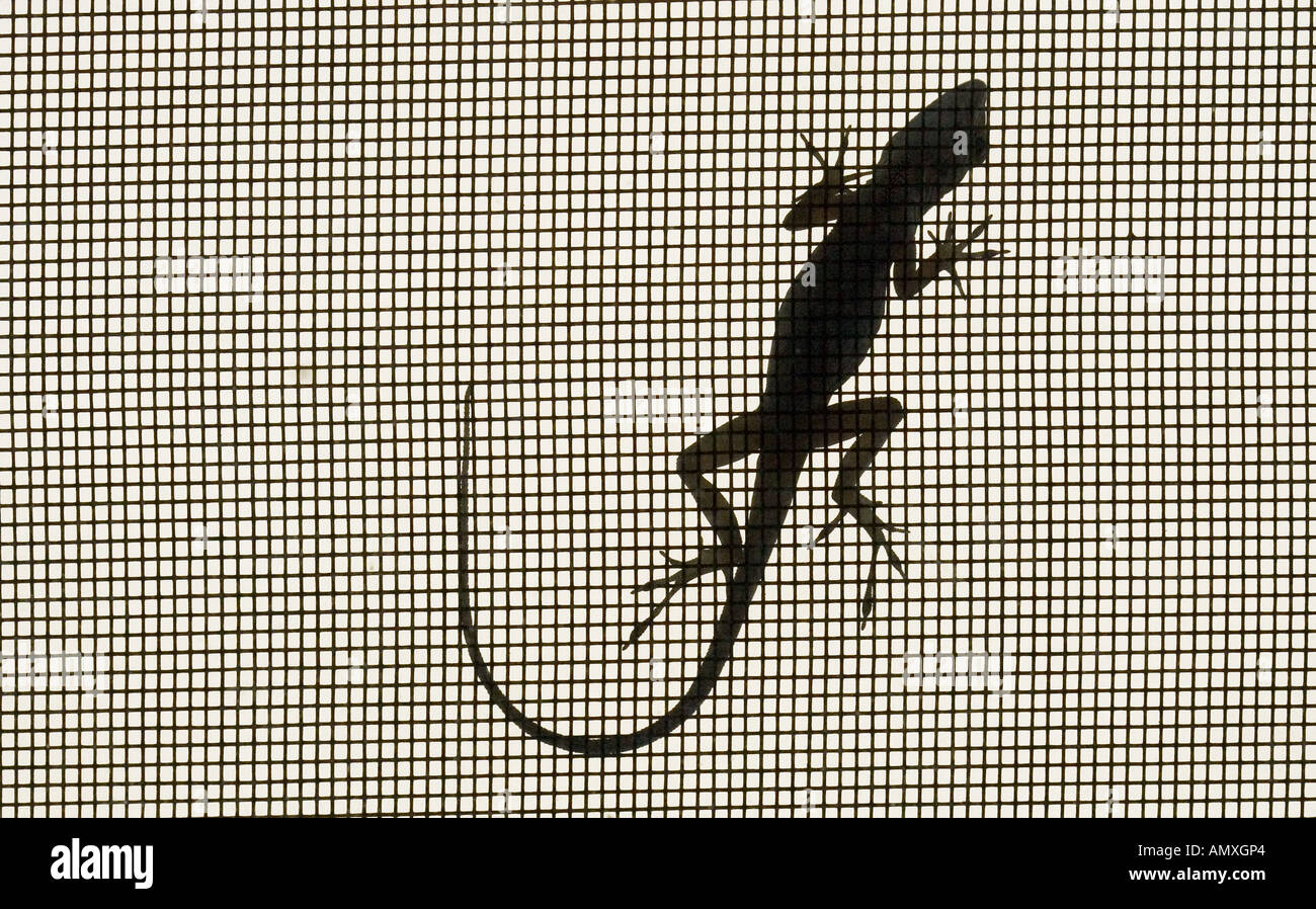 A gekko (lizard) is seen on a screen in Florida, USA Stock Photo - Alamy