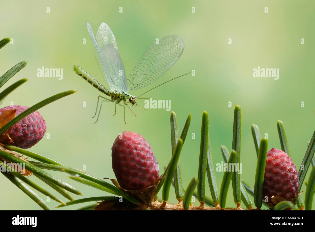 Pile flies hi-res stock photography and images - Alamy