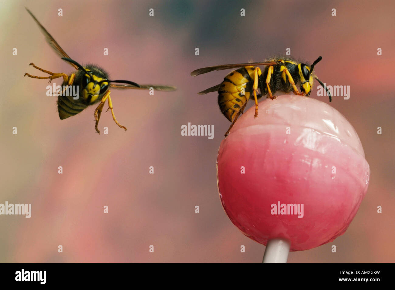 wasp flying, close-up Stock Photo - Alamy