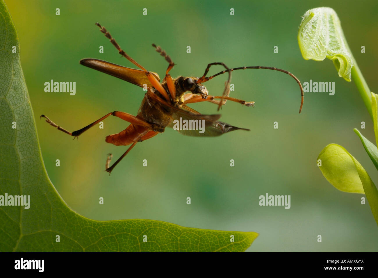 Goat beetle hi-res stock photography and images - Alamy
