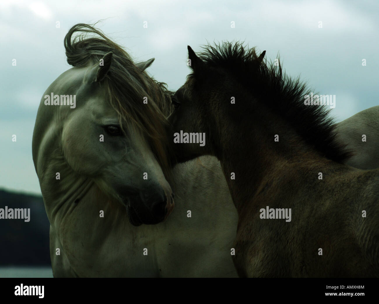 Two ponies playing, the stallion and the foal Stock Photo - Alamy