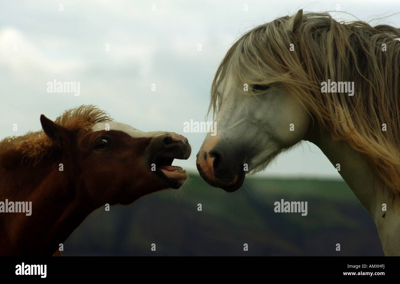 Two ponies playing Stock Photo - Alamy